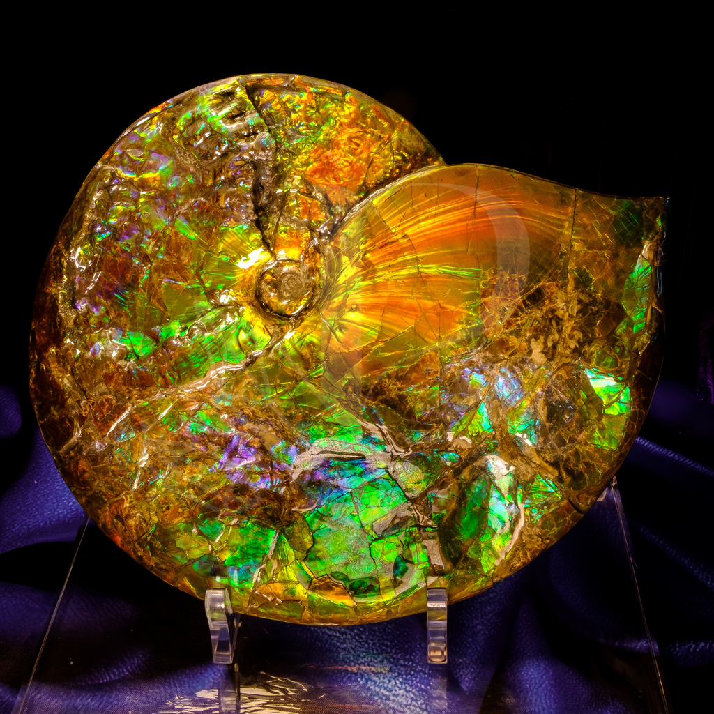 Large Iridescent Canadian Ammonite Fossil [Full Body] – Purac Soul